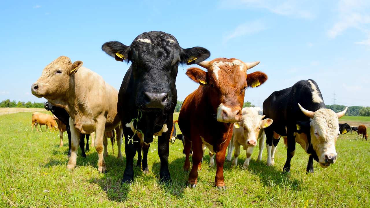 🐄 Best Implements for Managing a Mixed Farm - Murray Agricultural Equipment